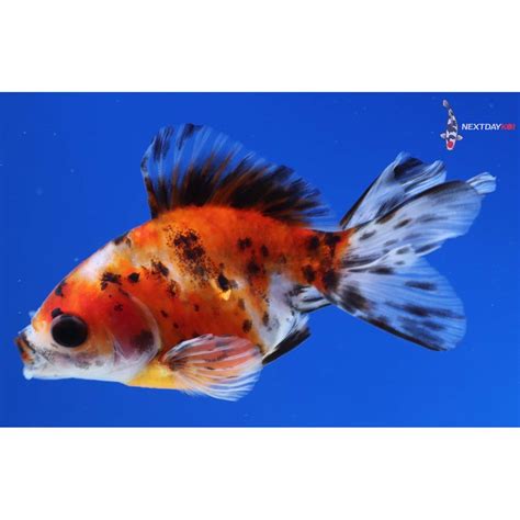 3” Imported Calico Ryukin Next Day Koi