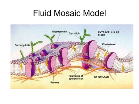 Ppt Fluid Mosaic Model Powerpoint Presentation Free Download Id 443074