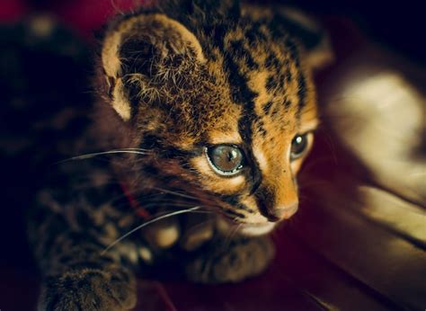 Premium Photo Portrait Of An Adorable Margay Kitten Portrait Of A