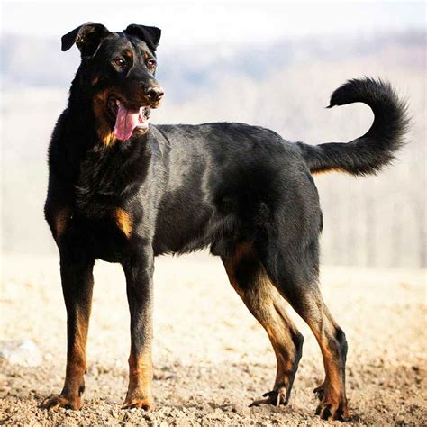 Harlequin Beauceron