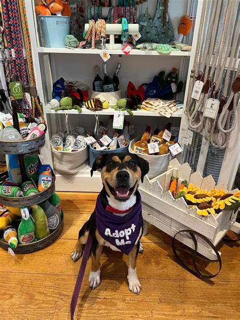 💕🐾 Lilly Is Our Wags And Wiggles Dog Rescue