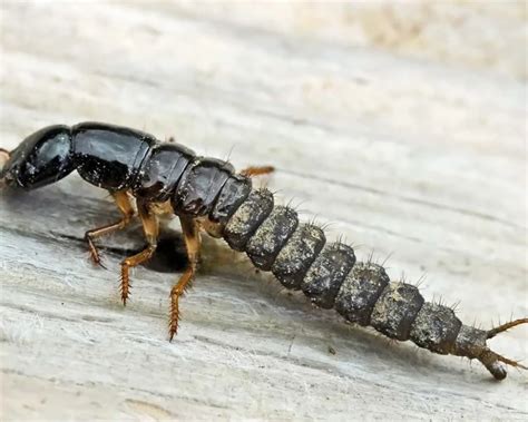 Beetle Larvae Playable Ant Life Wiki Fandom