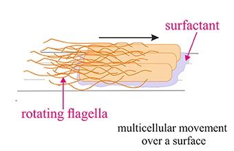 Bacterial Motility Wikipedia