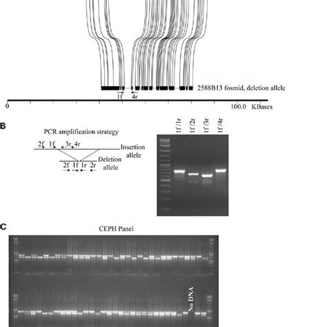 Pcr Genotyping Of An Isv A The Sequence Structure Of A 14 Kb