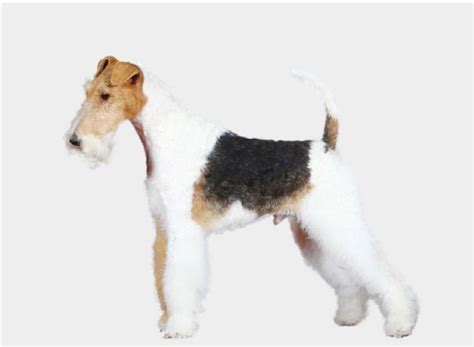 폭스테리어 어떤 품종 여우사냥에 쓰인 애완견 특징은 부산의 대표 정론지 국제신문