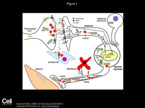 Excitation Bolstors Motor Neurons In Als Mice Ppt Download