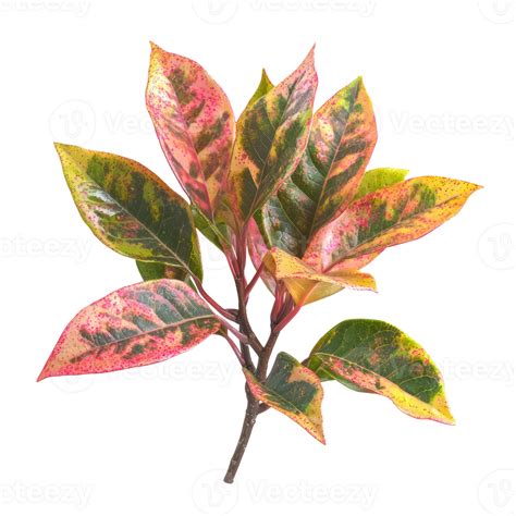 Codiaeum Plant Isolate On Transparency Background 50594072 Png