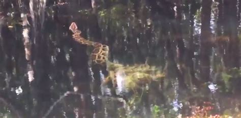 Huge Invasive Python Kills Alligator In Florida Preserve Invasive