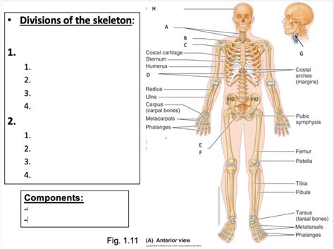 ANATOMY Skeletal System Diagram Quizlet