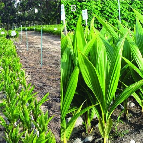 PDF Advances In Coconut Palm Propagation