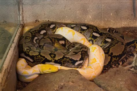 Python Meat A Sustainable Protein Source