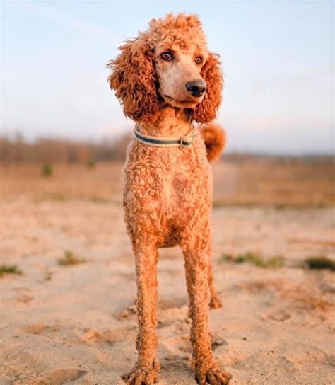 Poodle Colors 31 Poodle Coat Colors Explained With Pictures