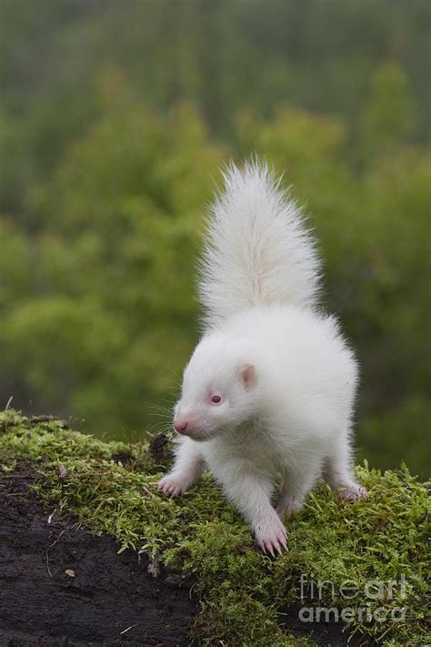 Albino Skunk Pictures