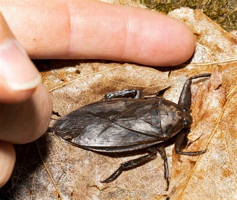 Biggest Bug