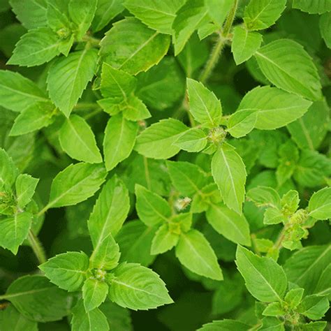 How To Grow Catmint And Catnip Baker Creek Heirloom Seeds