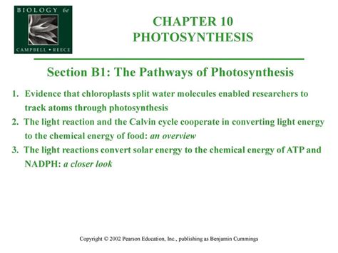 CHAPTER 10 PHOTOSYNTHESIS Section B1: The Pathways of Photosynthesis - ppt download