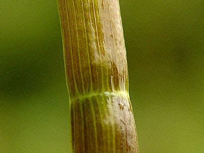 Water Parsnip Lesser