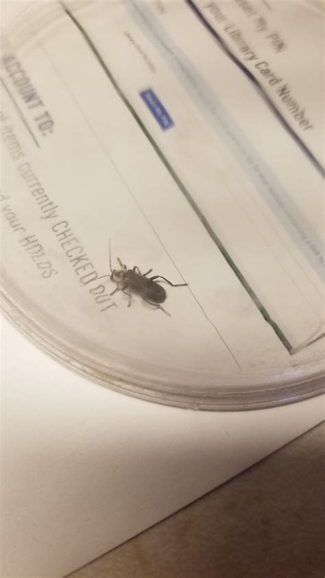 Illinois Bug Trying To Enjoy Our House Rwhatsthisbug