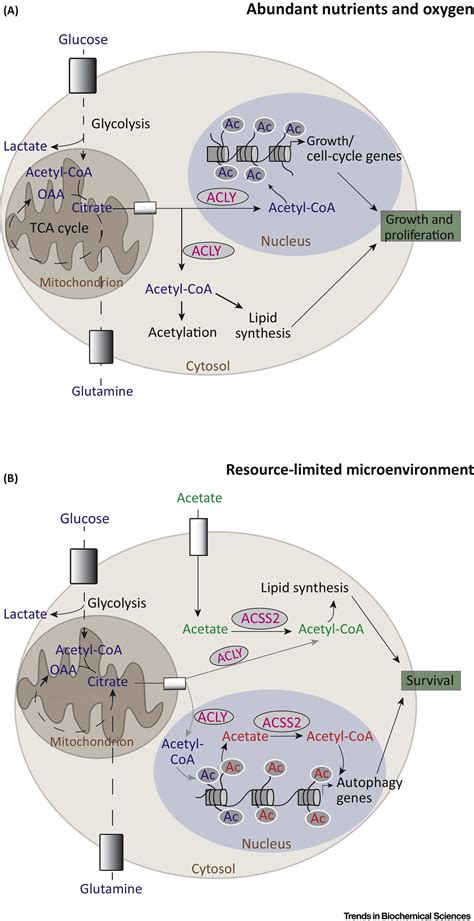 Acetyl Coa Metabolism