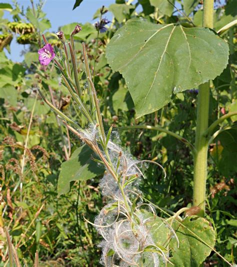 Epilobium hirsutum - Изображение особи - Плантариум