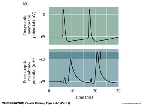 Lecture 9 Electrical Signalling Flashcards Quizlet