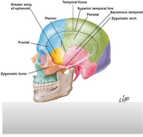 Temporal Infratemporal Fossae Pterygopalatine Fossae Flashcards Quizlet