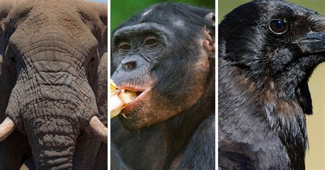 Animales Inteligentes Elefantes Cuervos Y Chimpancés Sorprenden Con