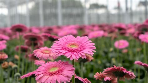 data manager sdf horti software