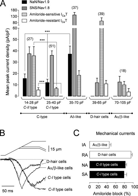 Distribution Patterns Of Ion Currents In Subclassified Sensory Neurons Download Scientific