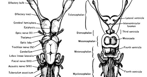 Cranial Nerve 13 And Cranial Nerve 14 Fauquier Ent Blog