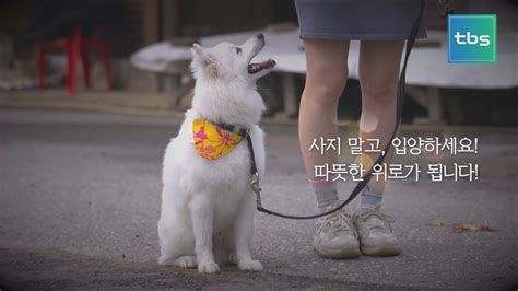 Tbs유기견 캠페인 사지말고 입양하세요 이효진찰리편 Youtube