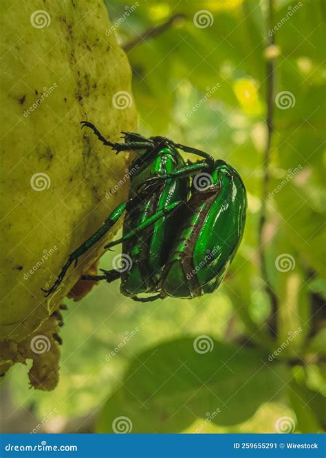 Green Shiny Beetle Mating On The Trees Stock Image Image Of Insect Invertebrate 259655291