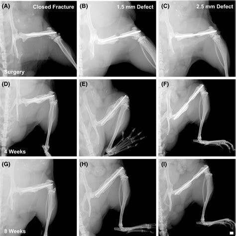 Analysis Of Bone Healing By In Vivo X‐ray Examination Of The Femur Download Scientific Diagram