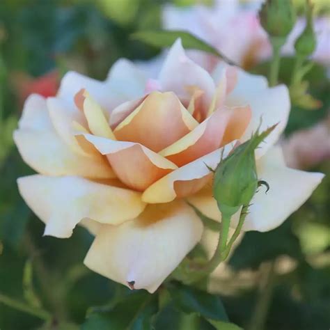 Belle Epoque Rose All About Roses