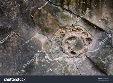 Ammonites Bivalves Jurassic Fossils 스톡 사진 512844487 Shutterstock