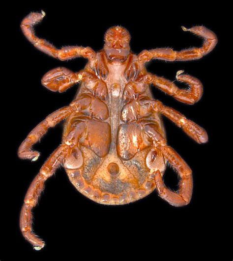 Dermacentor Variabilis