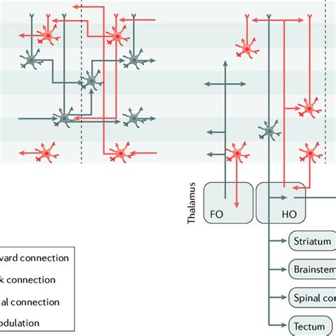 Cortical Feedforward Feedback And Neuromodulatory Information