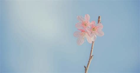 묵묵히 견디면 결국 꽃 피는 ‘봄…기필코 찾아내리 우리의 ‘성장[언어의 업데이트]