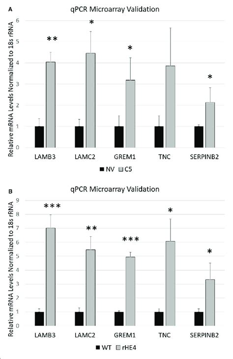 Quantitative Reverse Transcription Polymerase Chain Reaction