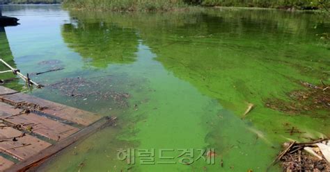 Mb의 4대강 창녕함안보 죽은 강 됐다산소 고갈에 펄 썩어