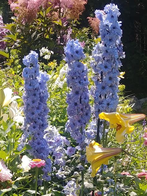 Growing Delphiniums In The Northeast Fine Gardening