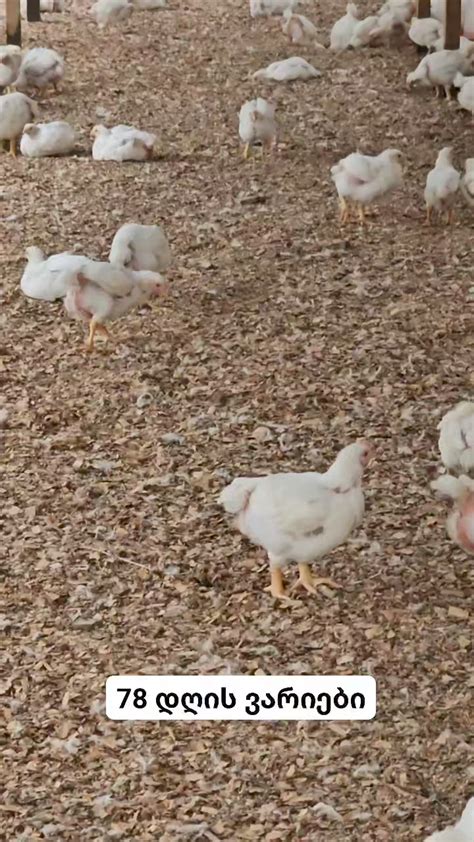 ბოსტანი Bostani ჩვენი ბიო ყაბაყი დათესვიდან 24 ე დღე ძალიან მალე გადავრგავთ სათბურში 💚💚🤗🤩