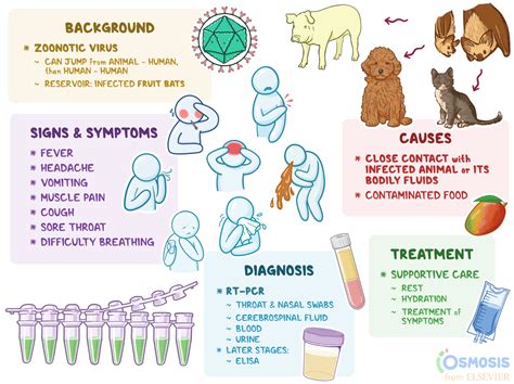 Nipah Virus What Is It Causes Treatment And More Osmosis