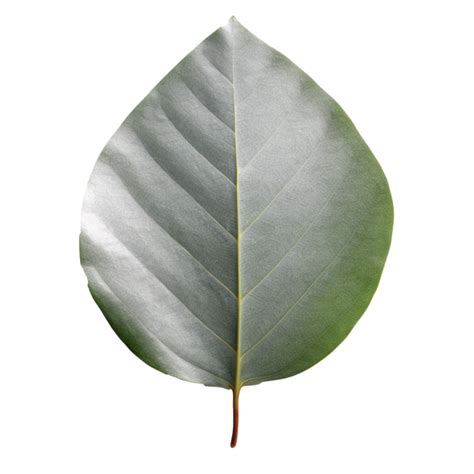 White Leaf Pngs For Free Download