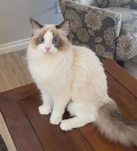 Fluffy Model Rsupermodelcats