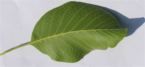 Walnut Roboflow Universe