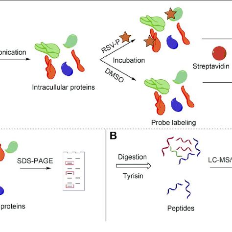 General Workflow Of Chemical Quantitative Proteomic Approach For