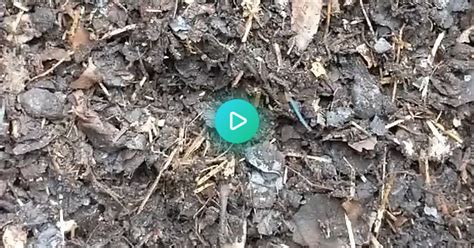 Compost In Action Album On Imgur