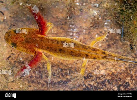 Newt Larvae With Gills In Water Amphibian Larvae Stock Photo Alamy