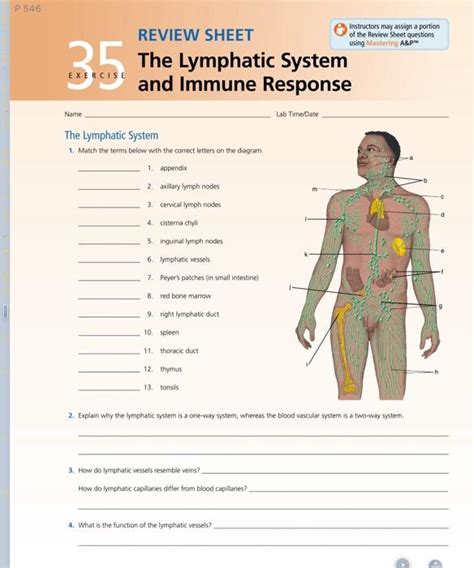 Solved The Lymphatic System And Immune Response Name Lab